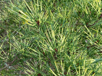 Pinus densiflora 'Oculus Draconis' Eye of the Dragon Variegated Japane ...