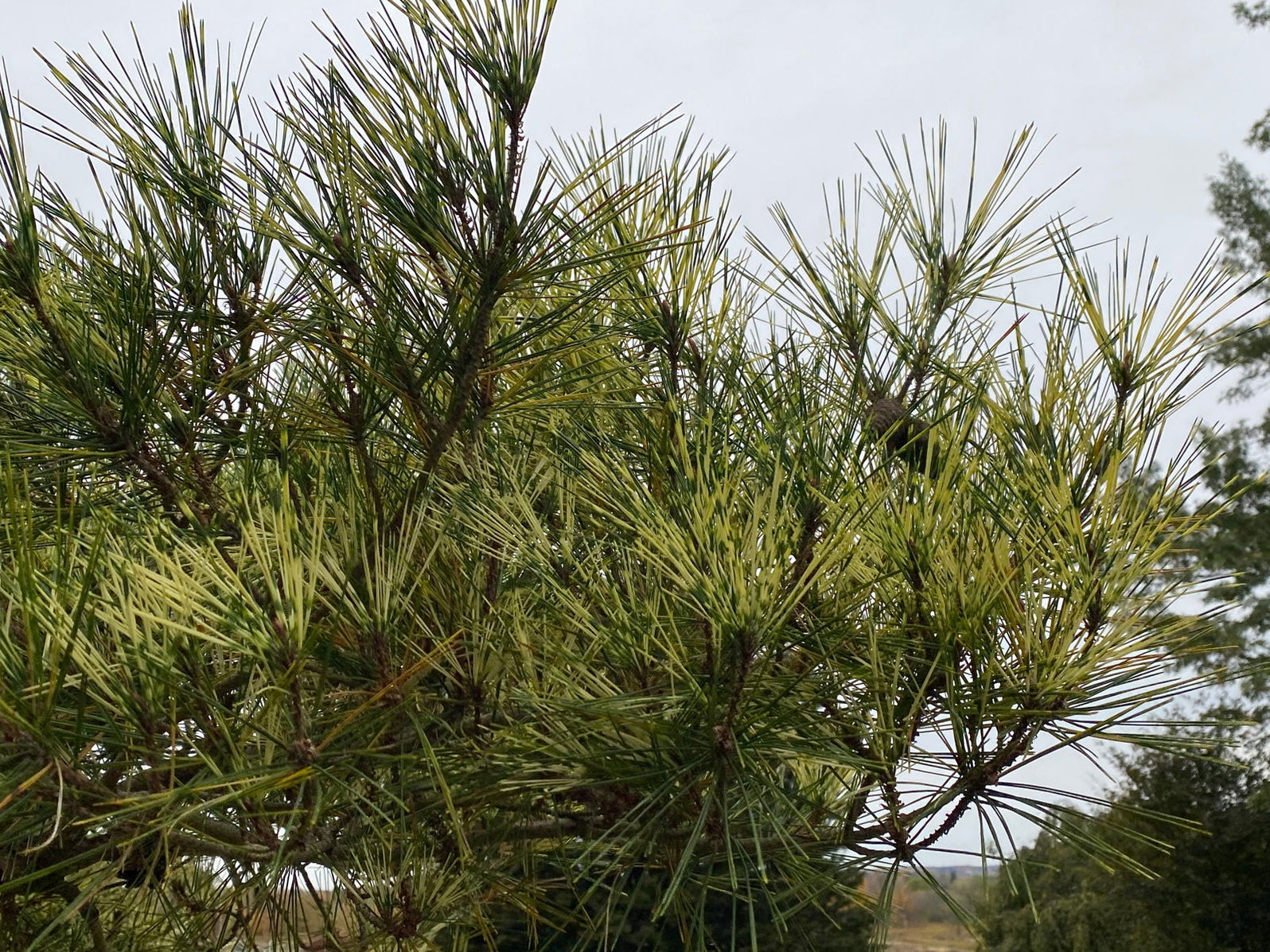Pinus densiflora 'Oculus Draconis' Eye of the Dragon Variegated Japane ...