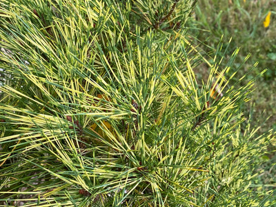Pinus densiflora 'Oculus Draconis' Eye of the Dragon Variegated Japane ...