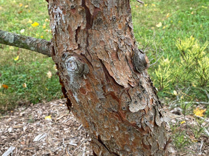 Pinus densiflora 'Oculus Draconis' Eye of the Dragon Variegated Japane ...