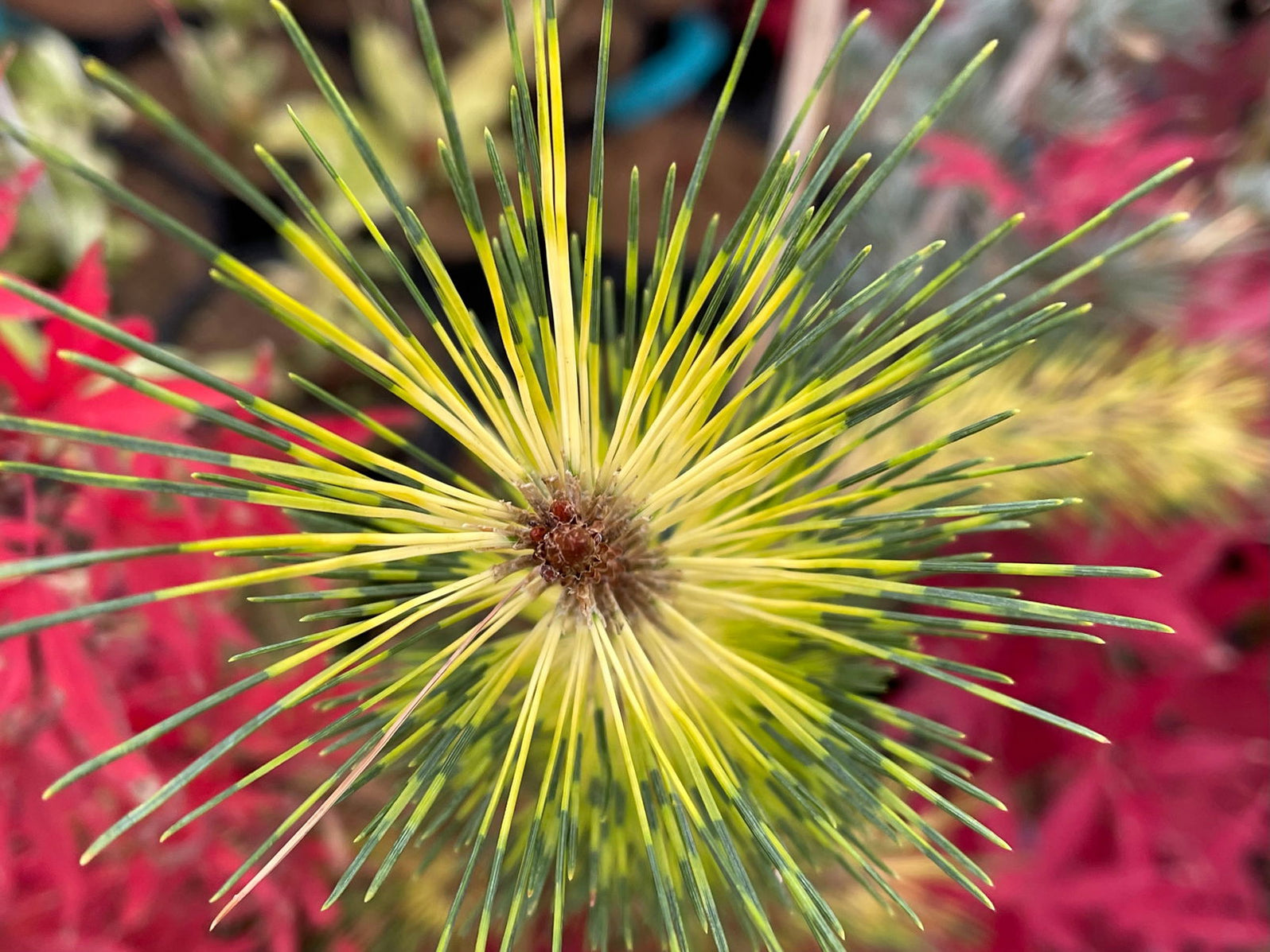Pinus densiflora 'Oculus Draconis' Eye of the Dragon Variegated Japane ...