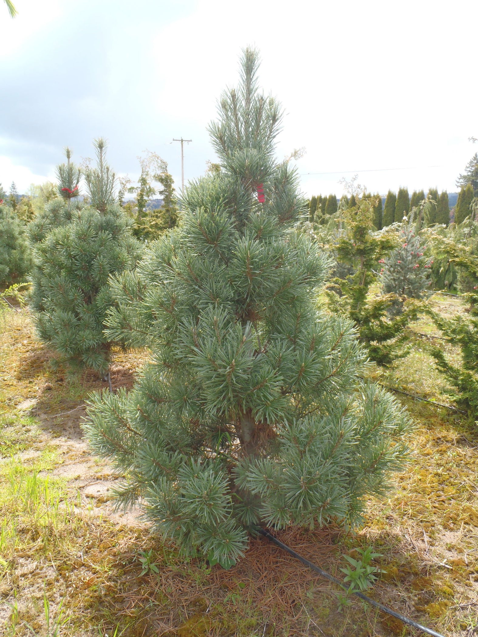 Buy Pinus flexilis 'Cesarini Blue' Blue Rocky Mountain White Pine — Mr ...