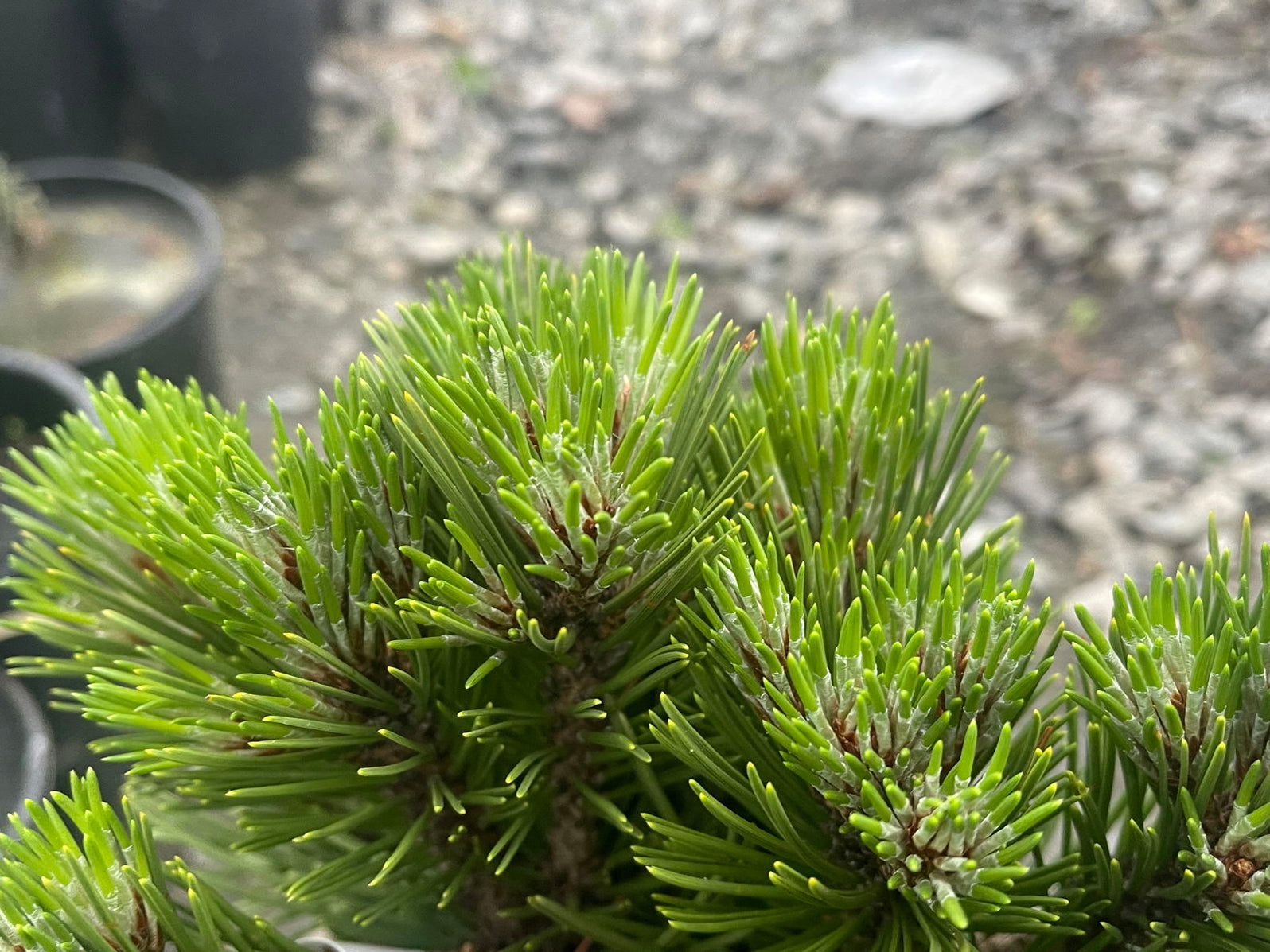 Buy Pinus heldreichii 'Beran Conica' Dwarf Bosnian Pine — Mr Maple ...