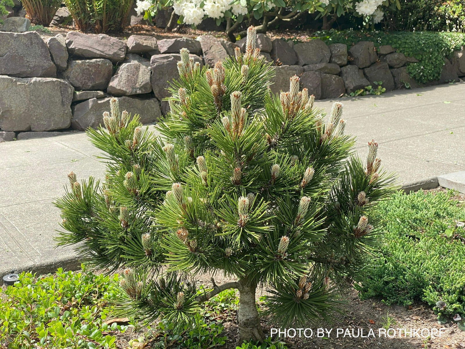 Buy Pinus heldreichii 'Irish Bell' Bosnian Pine — Mr Maple │ Buy ...