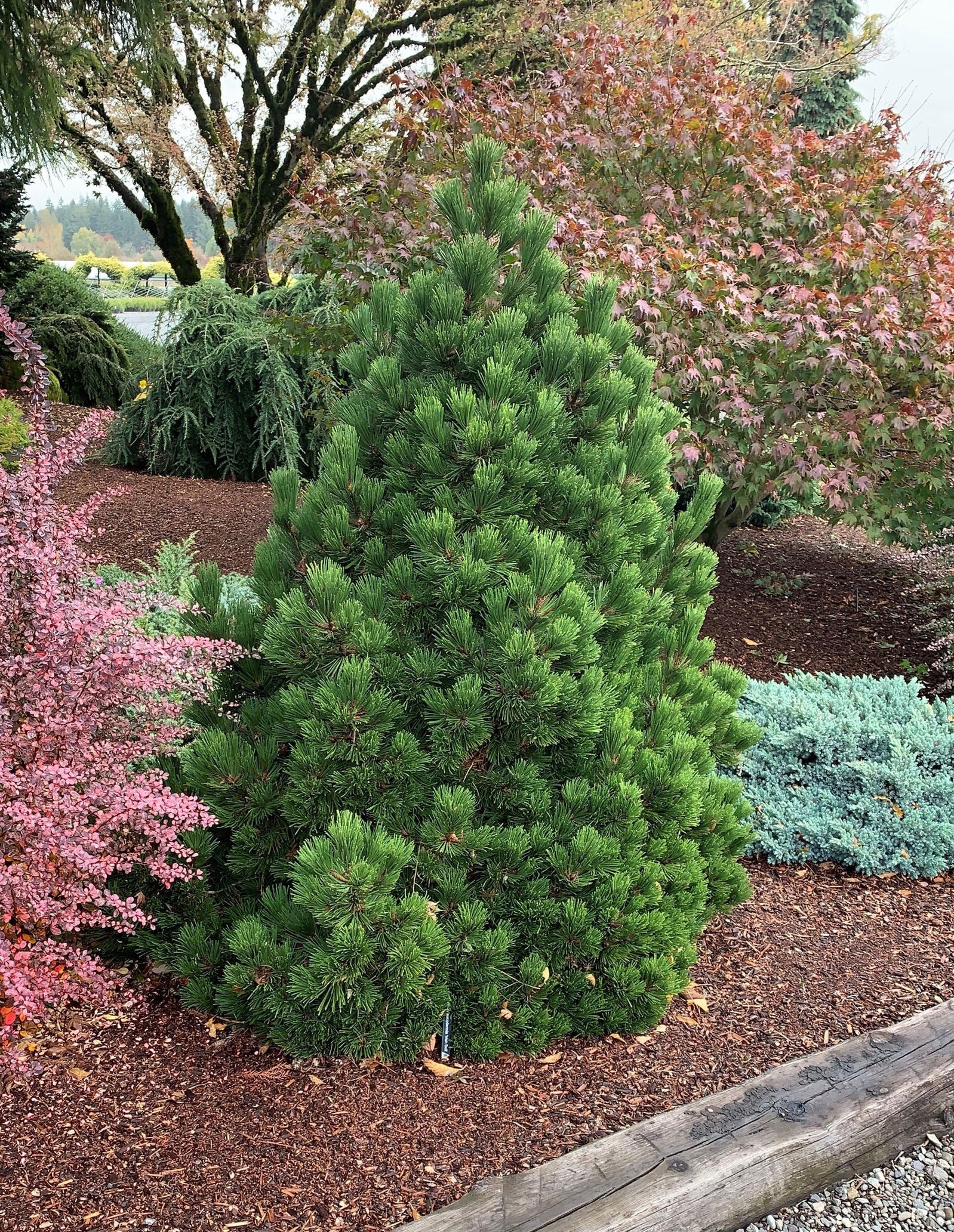 Buy Pinus heldreichii 'Irish Bell' Bosnian Pine — Mr Maple │ Buy ...
