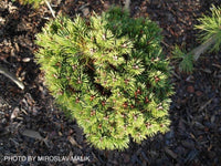 Buy Pinus heldreichii 'Irish Bell' Bosnian Pine — Mr Maple │ Buy ...
