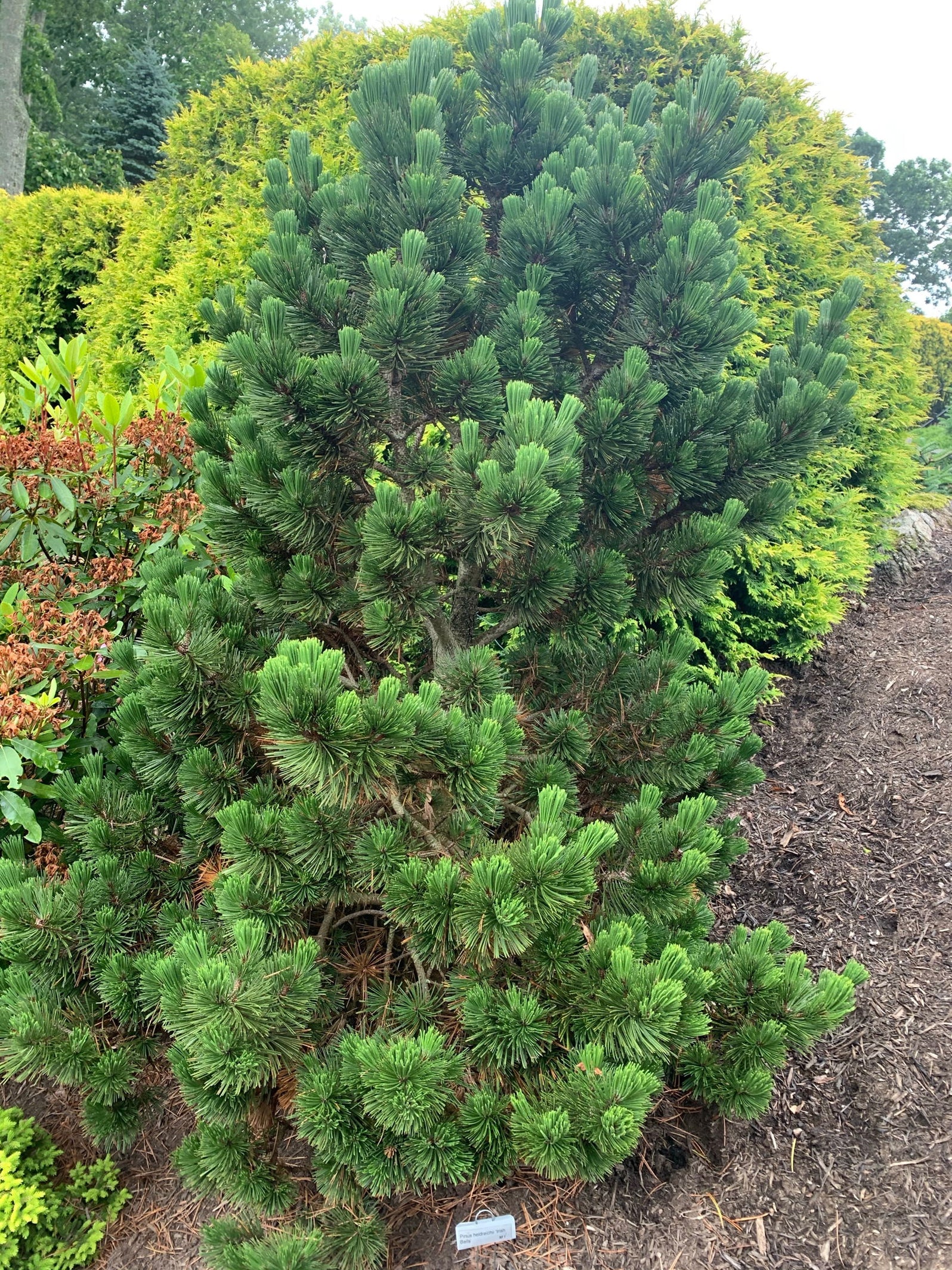 Buy Pinus heldreichii 'Irish Bell' Bosnian Pine — Mr Maple │ Buy ...