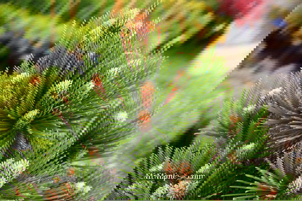 Buy Pinus heldreichii 'Pirin No. 1' Dwarf Bosnian Pine — Mr Maple │ Buy ...