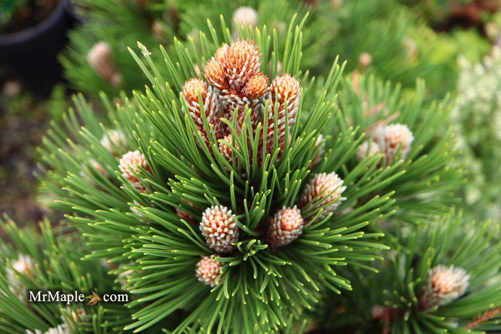 Buy Pinus heldreichii 'Pirin No. 1' Dwarf Bosnian Pine — Mr Maple │ Buy ...