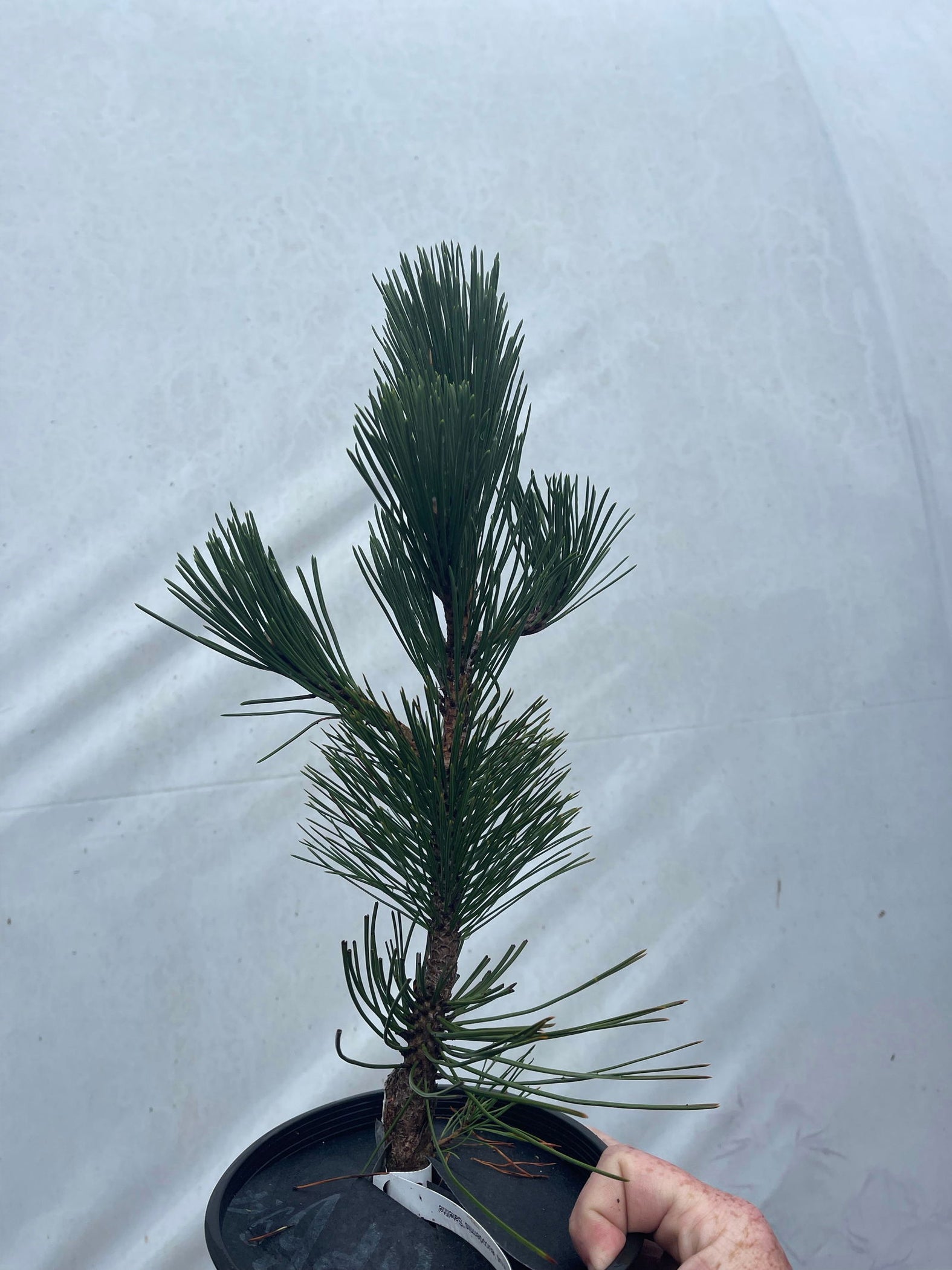 Buy Pinus heldreichii 'Satellit' Satellite Bosnian Pine — Mr Maple ...