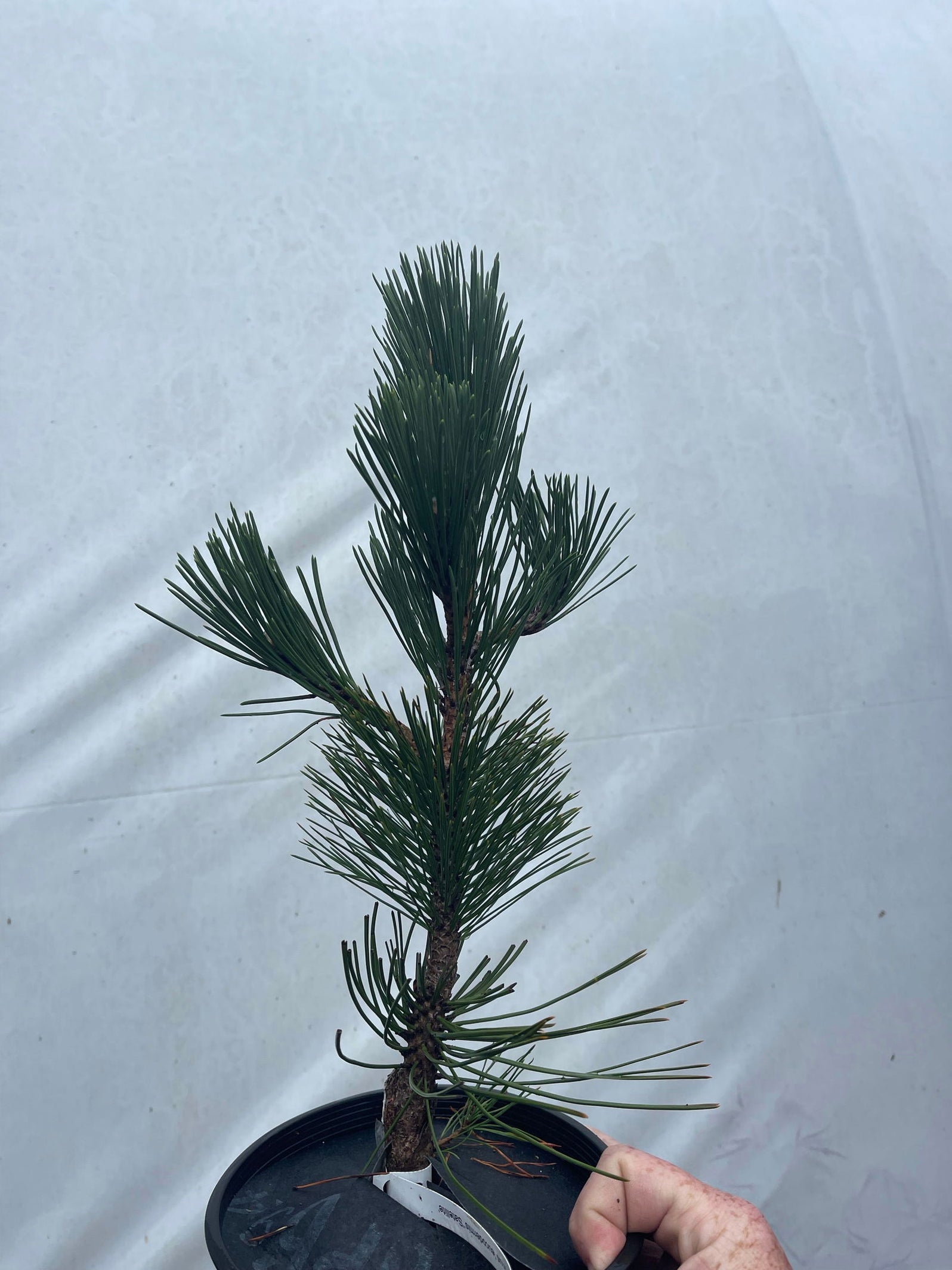 Buy Pinus heldreichii 'Satellit' Satellite Bosnian Pine — Mr Maple ...