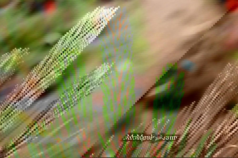 Buy Pinus heldreichii 'Satellit' Satellite Bosnian Pine — Mr Maple ...