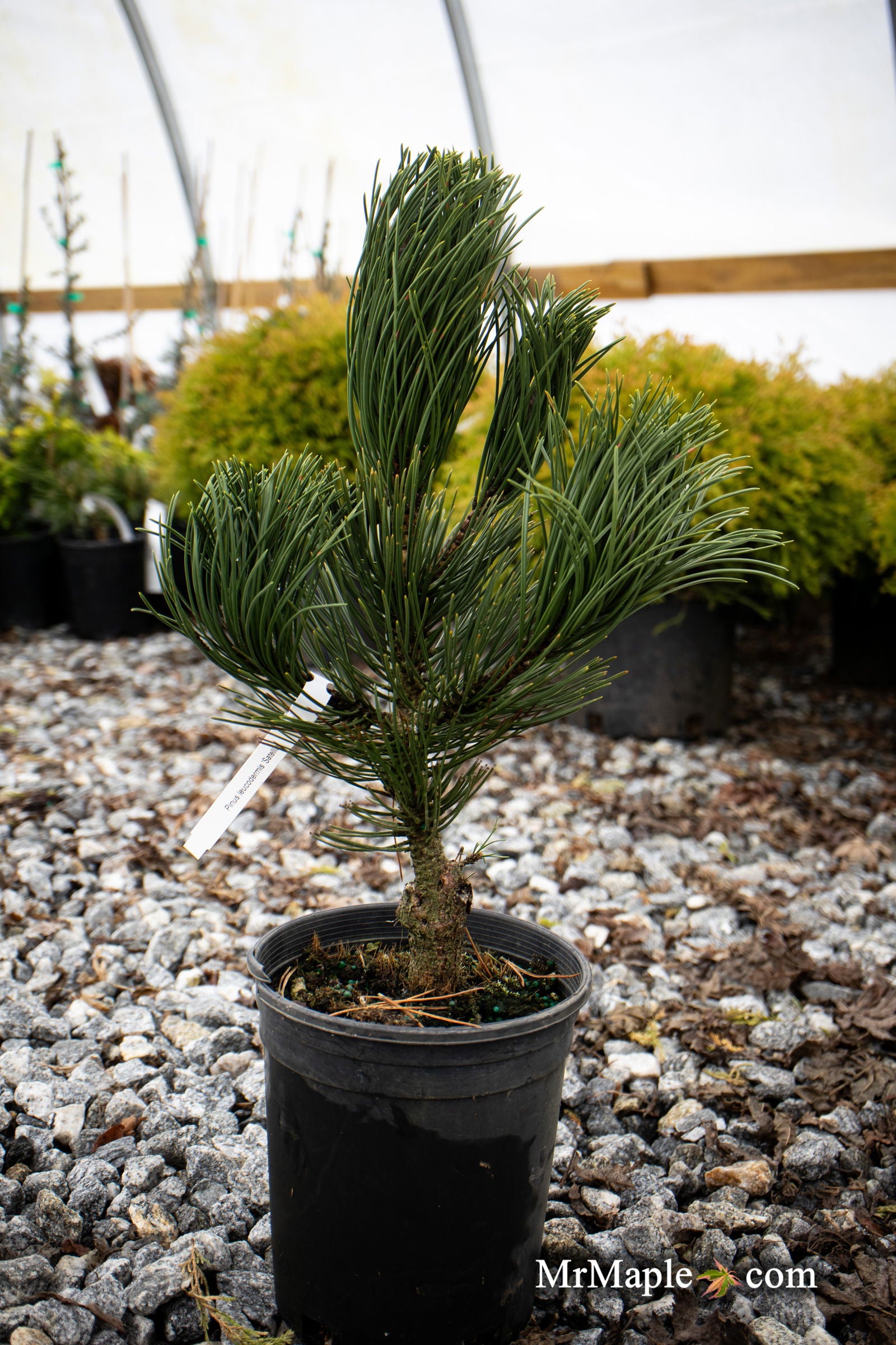 Buy Pinus heldreichii 'Satellit' Satellite Bosnian Pine — Mr Maple ...