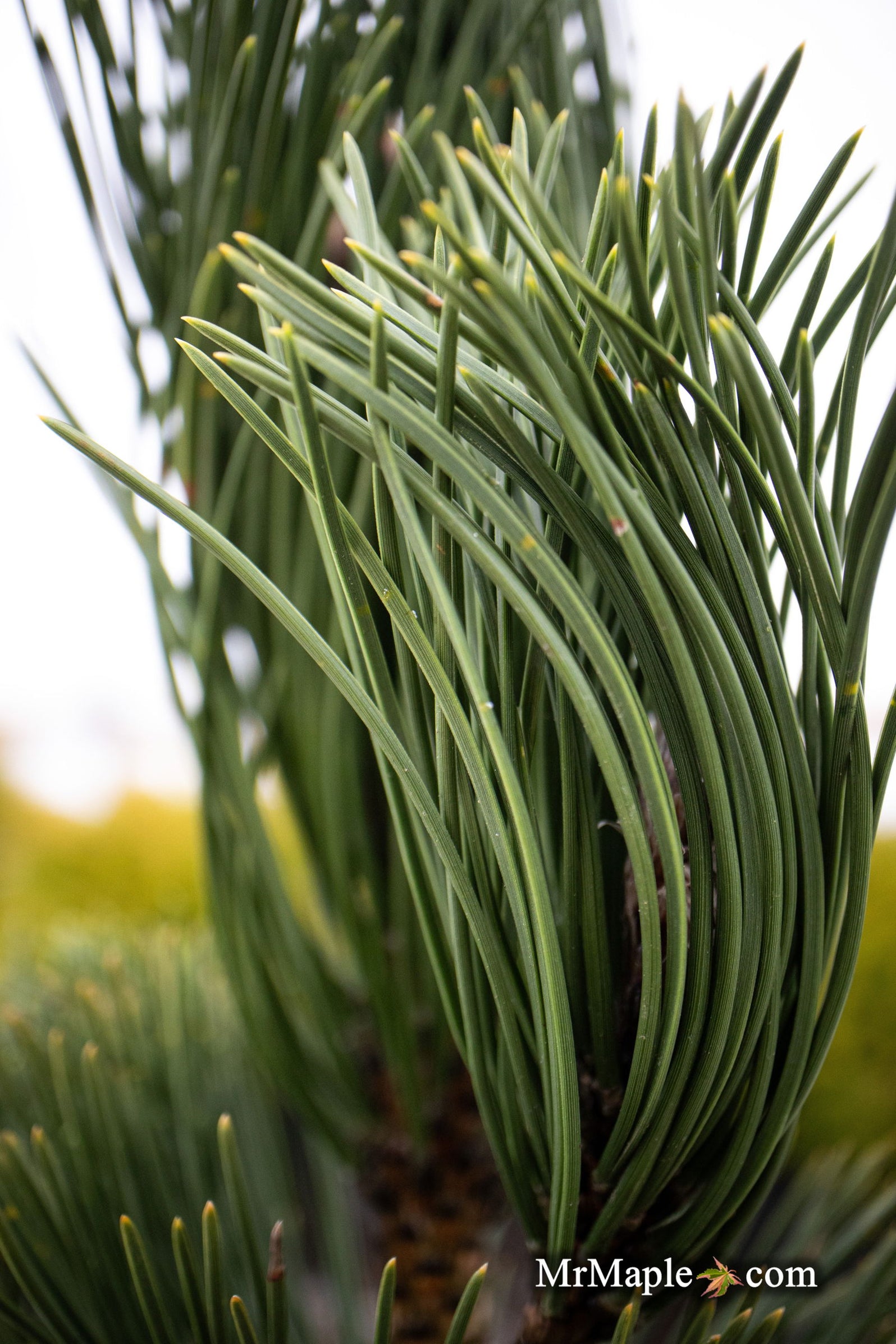 Buy Pinus heldreichii 'Satellit' Satellite Bosnian Pine — Mr Maple ...