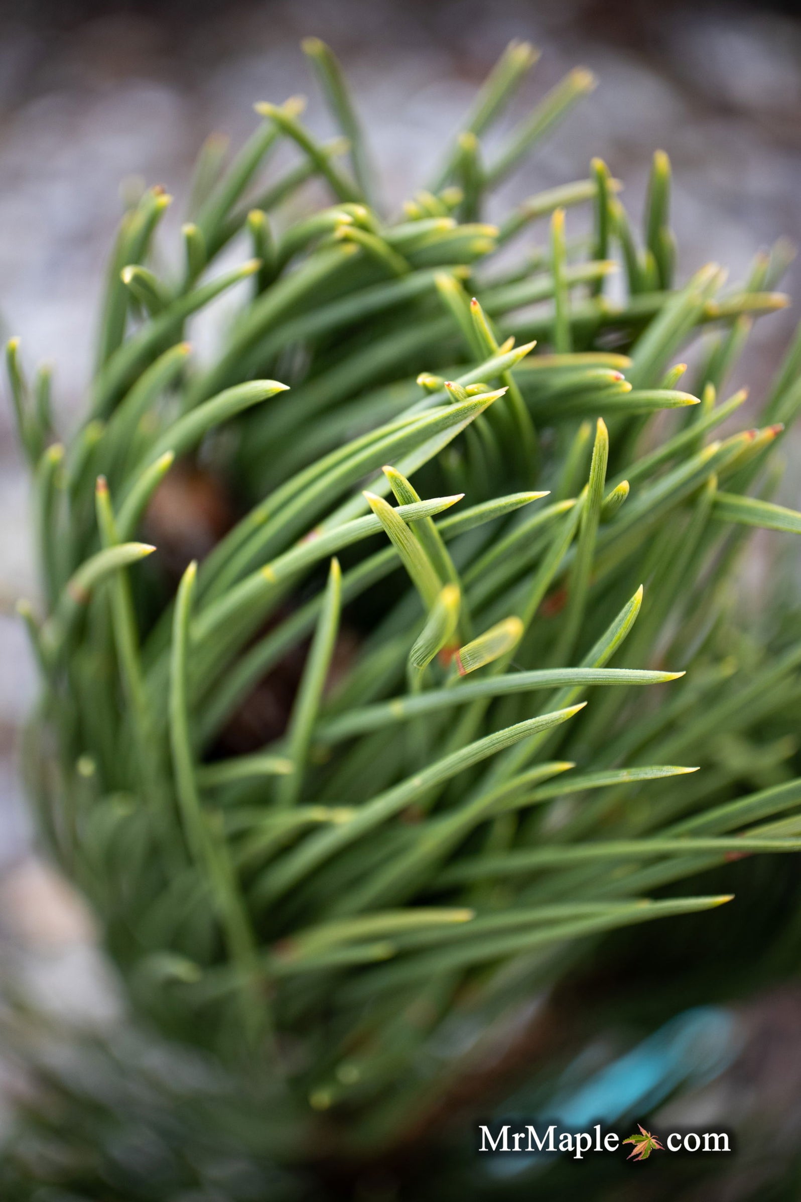 Buy Pinus heldreichii 'Satellit' Satellite Bosnian Pine — Mr Maple ...
