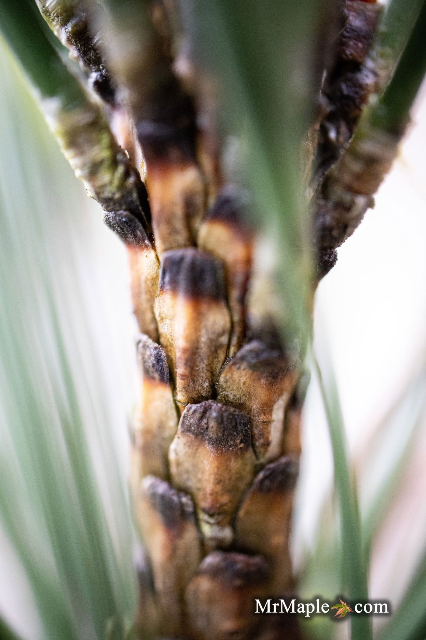 Buy Pinus heldreichii 'Satellit' Satellite Bosnian Pine — Mr Maple ...
