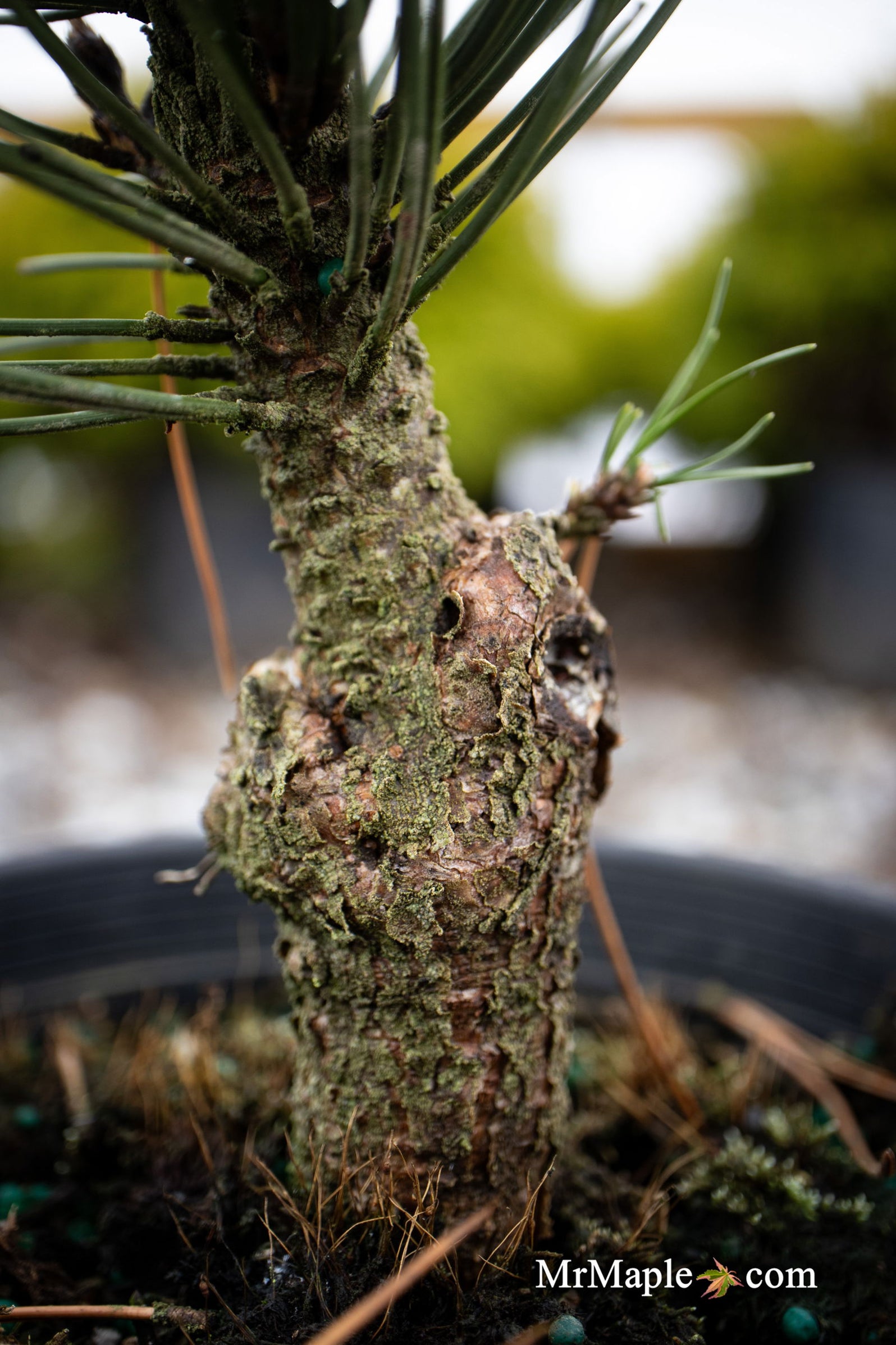 Buy Pinus heldreichii 'Satellit' Satellite Bosnian Pine — Mr Maple ...