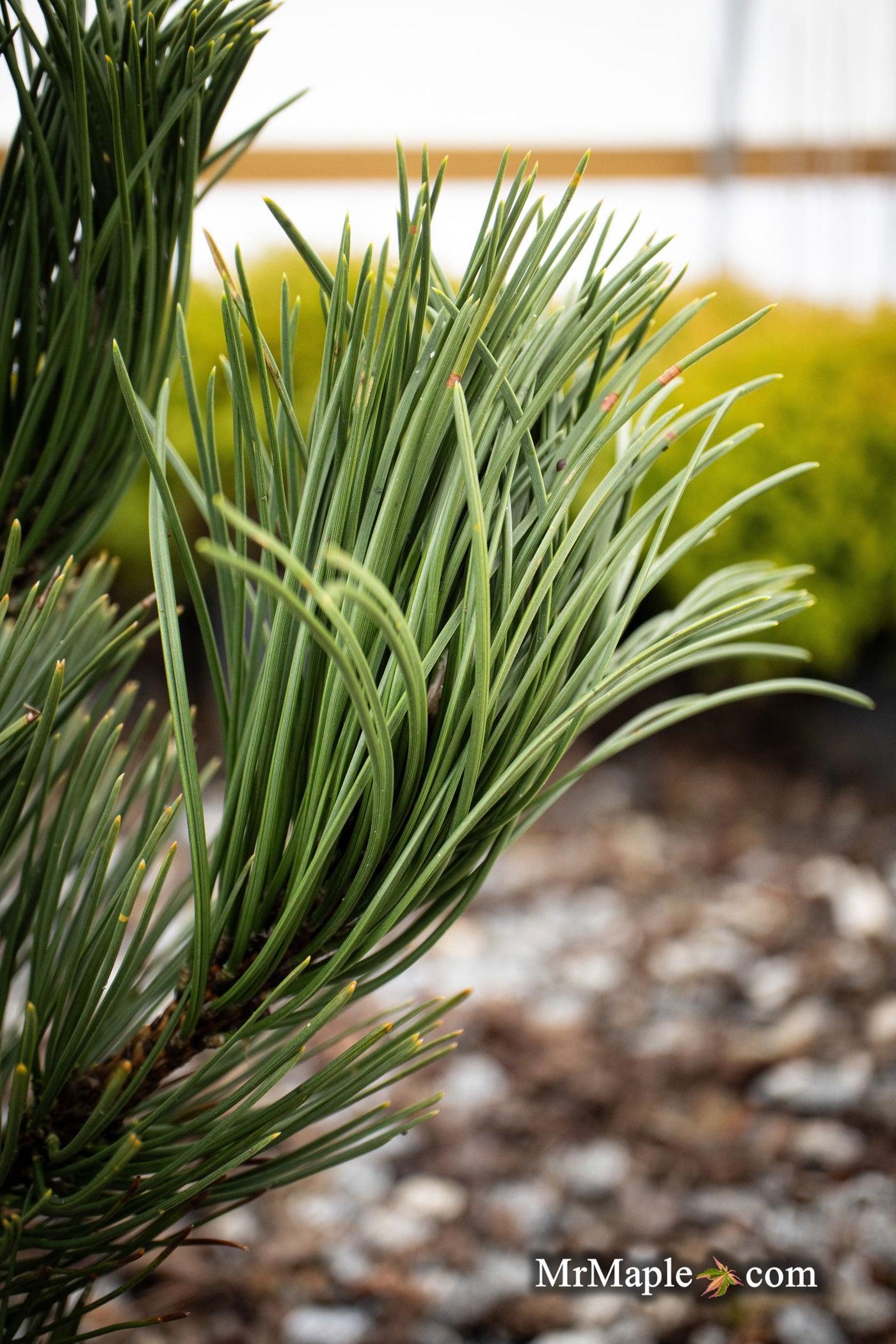 Buy Pinus heldreichii 'Satellit' Satellite Bosnian Pine — Mr Maple ...