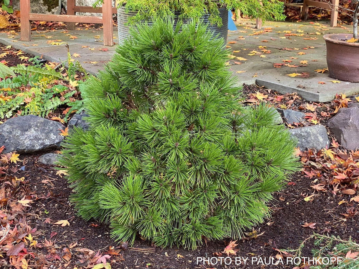 Buy Pinus heldreichii 'Smidtii' Dwarf Bosnian Pine — Mr Maple │ Buy ...