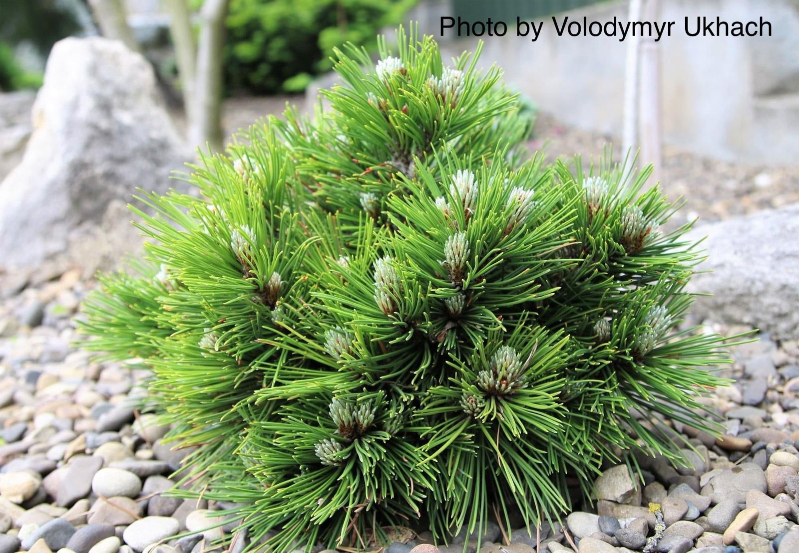 Buy Pinus heldreichii 'Smidtii' Dwarf Bosnian Pine — Mr Maple │ Buy ...