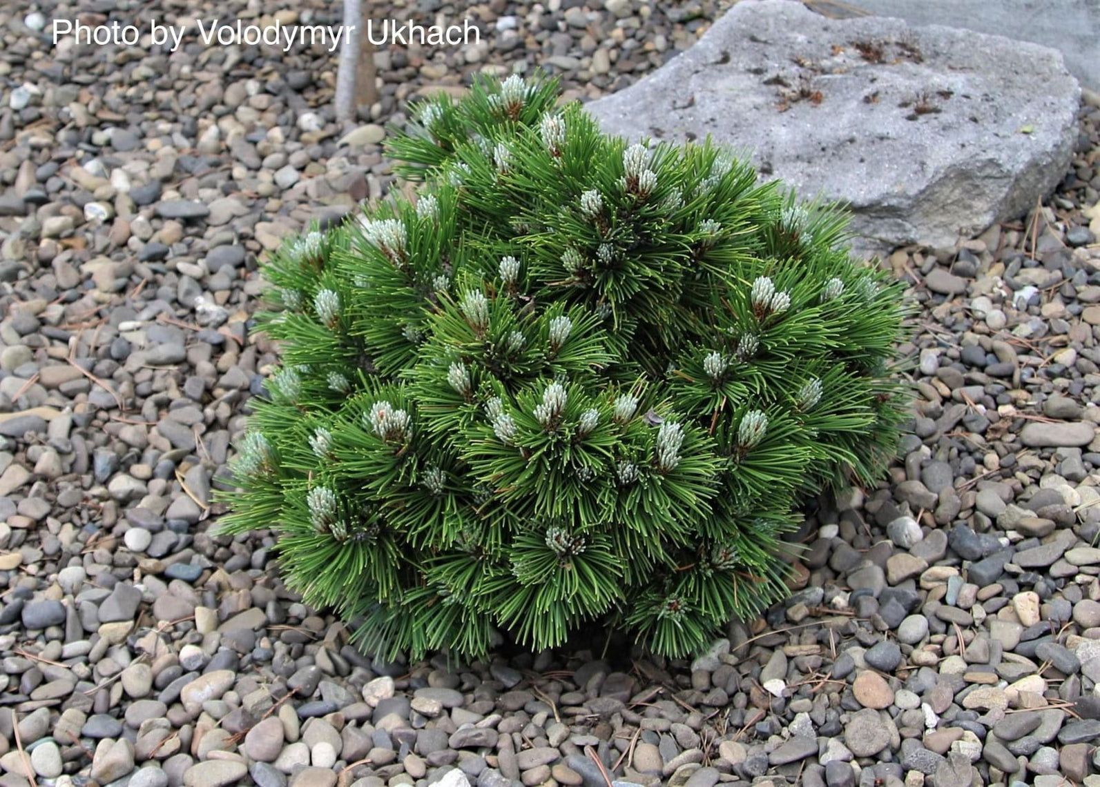 Buy Pinus heldreichii 'Smidtii' Dwarf Bosnian Pine — Mr Maple │ Buy ...