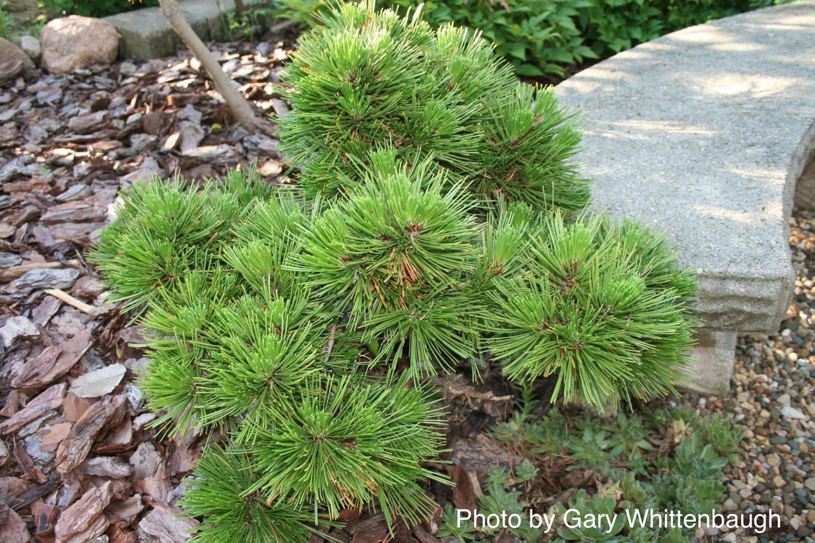 Buy Pinus heldreichii 'Smidtii' Dwarf Bosnian Pine — Mr Maple │ Buy ...