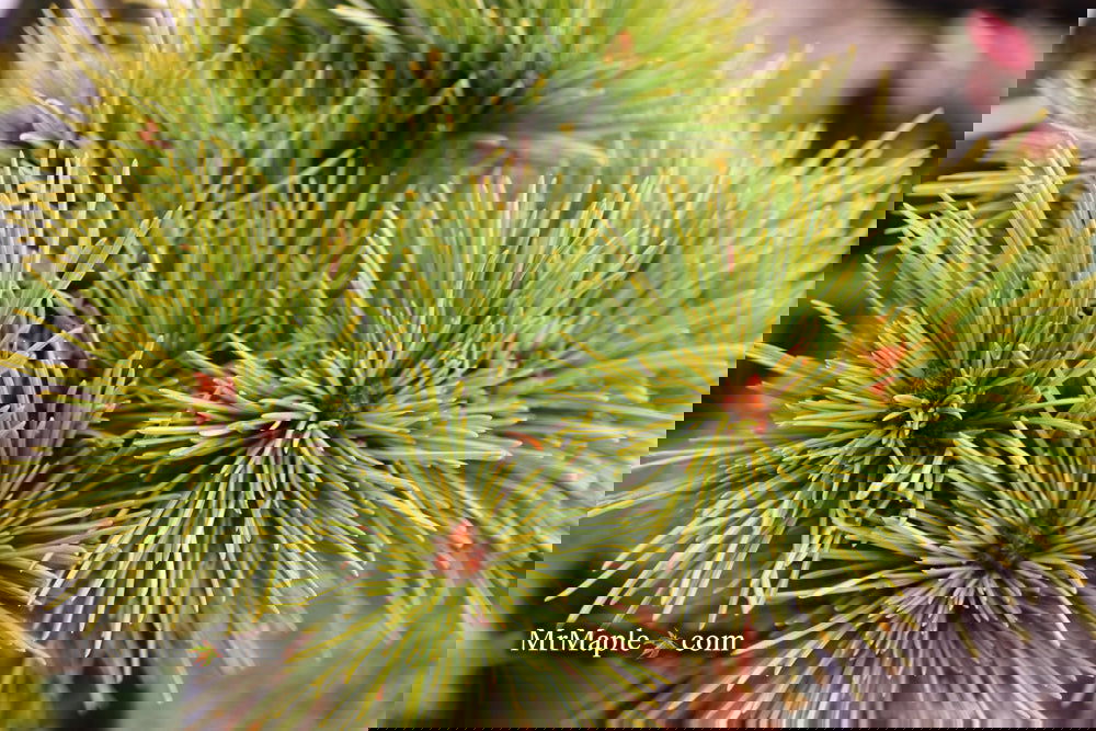 Buy Pinus koraiensis 'Gee Broom' Dwarf Korean Pine Tree — Mr Maple ...