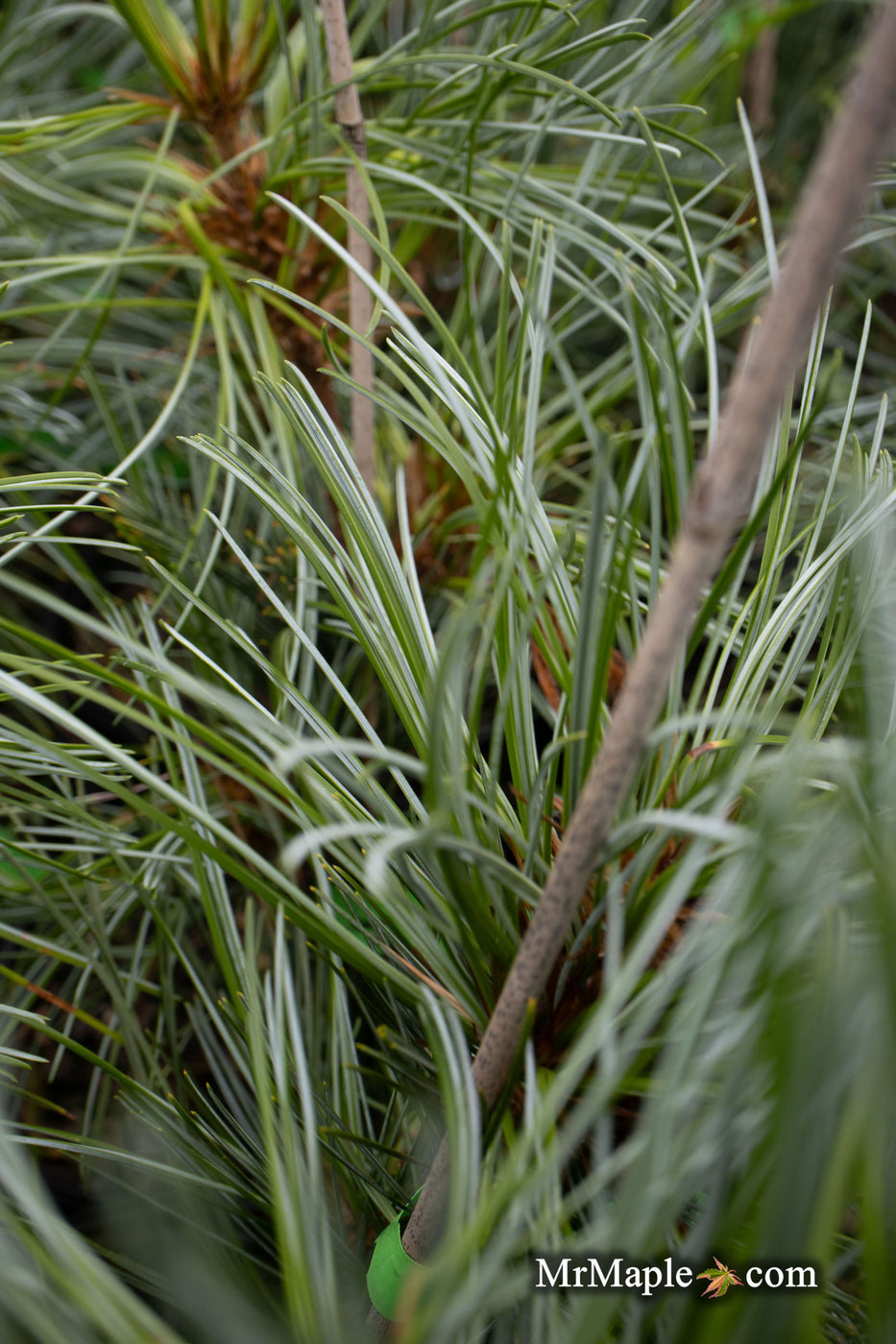 Buy Pinus koraiensis 'Morris Blue' Dwarf Korean Pine Tree — Mr Maple ...