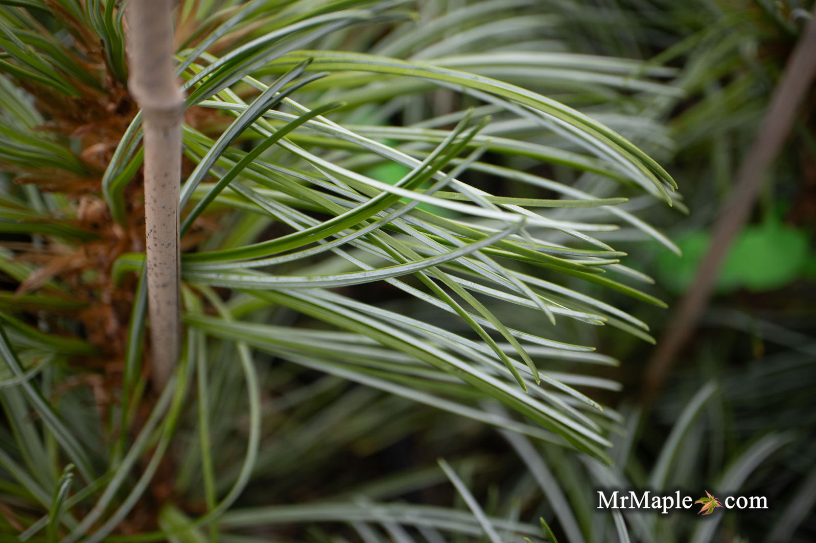 Buy Pinus koraiensis 'Morris Blue' Dwarf Korean Pine Tree — Mr Maple ...