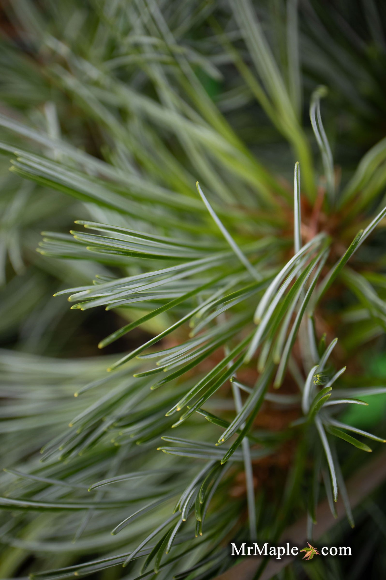 Buy Pinus koraiensis 'Morris Blue' Dwarf Korean Pine Tree — Mr Maple │ Buy Japanese Maple Trees