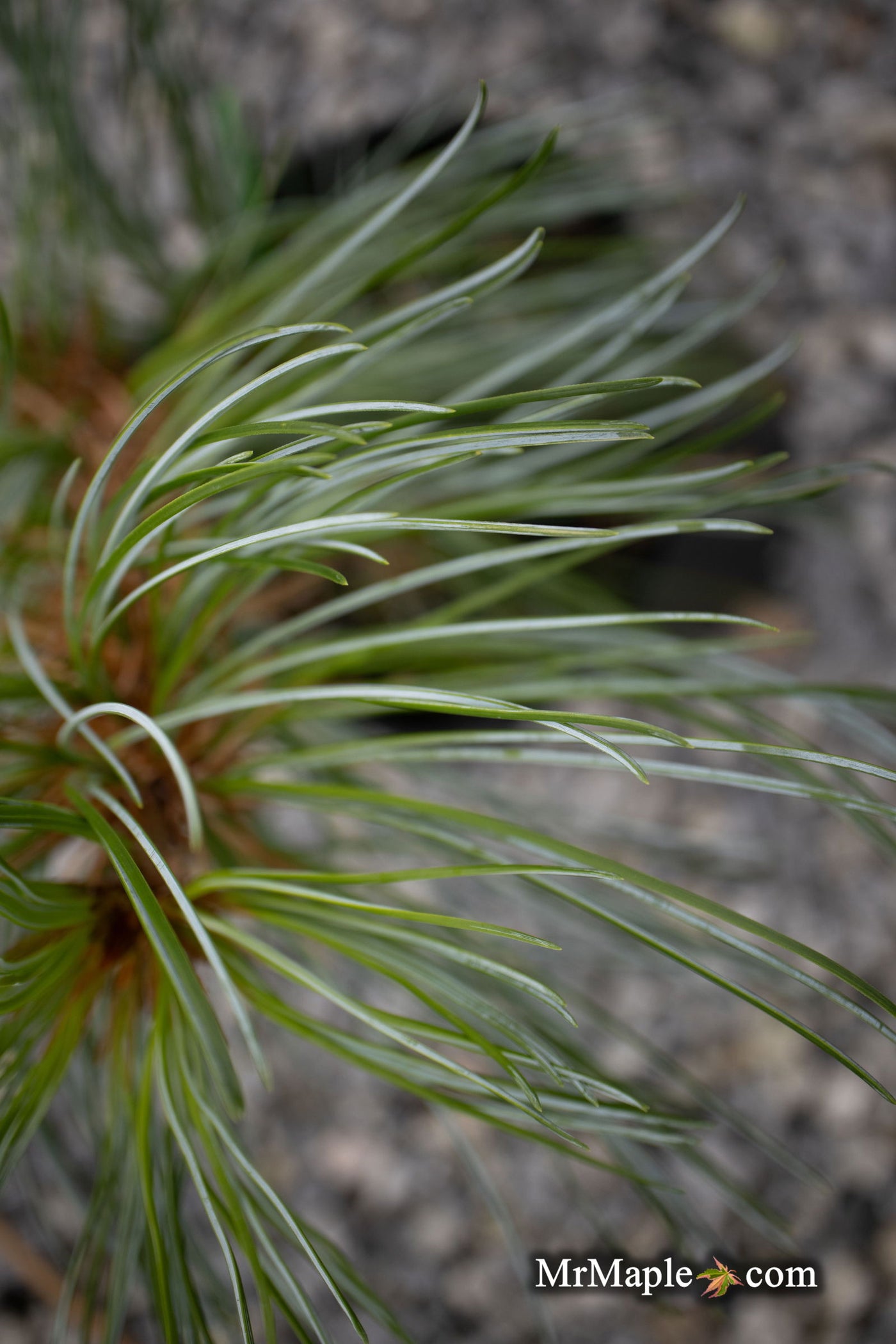 Buy Pinus koraiensis 'Morris Blue' Dwarf Korean Pine Tree — Mr Maple ...