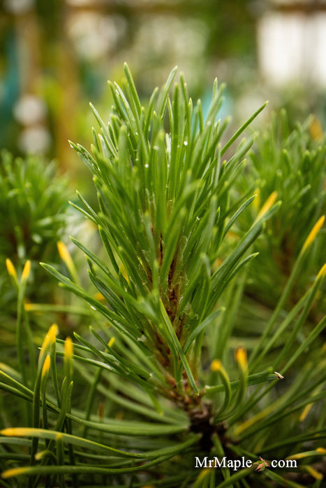 Pinus mugo 'Ambergold' Dwarf Golden Mugo Pine — Mr Maple │ Buy Japanese ...