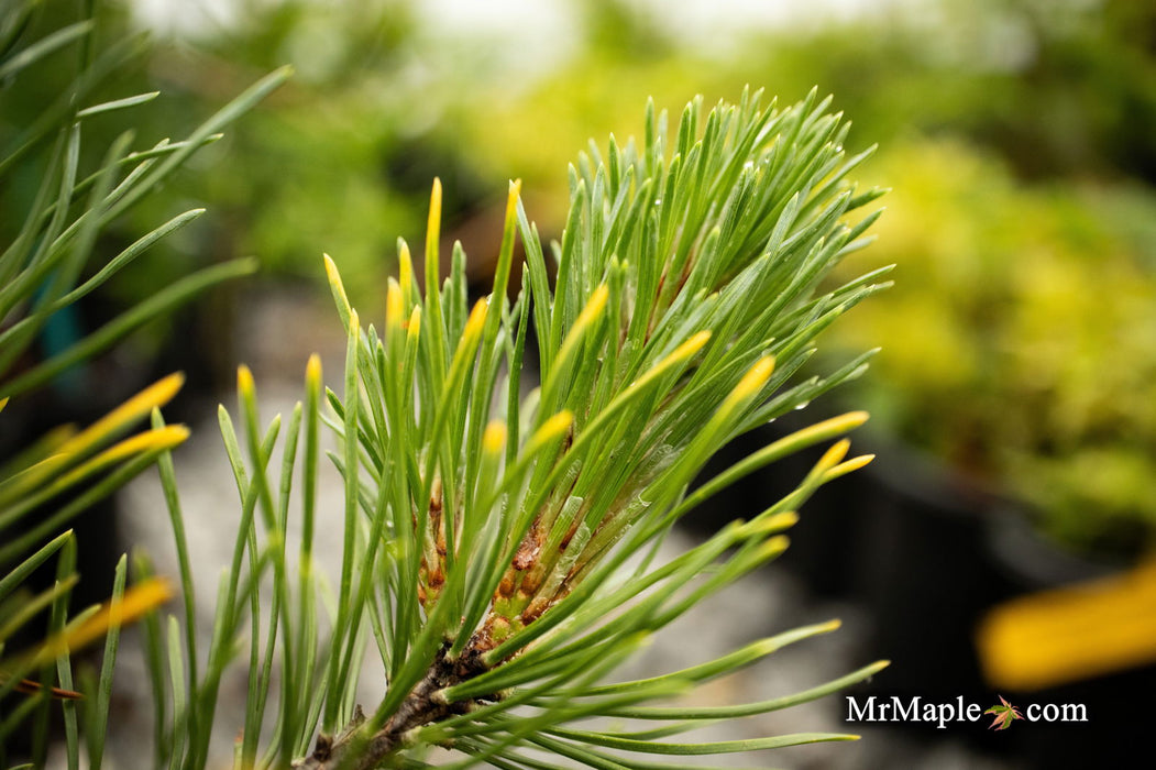 Pinus mugo 'Ambergold' Dwarf Golden Mugo Pine — Mr Maple │ Buy Japanese ...