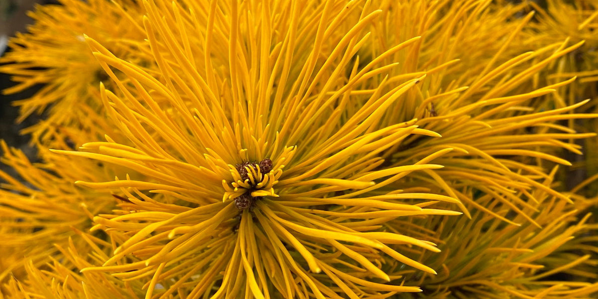 Buy Pinus mugo 'Carstens' Wintergold Dwarf Mountain Pine Tree — Mr ...
