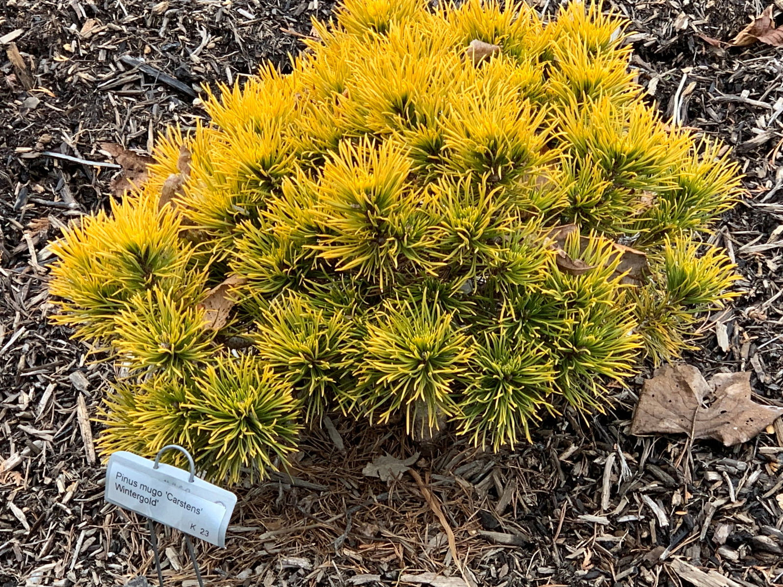 Buy Pinus mugo 'Carstens' Wintergold Dwarf Mountain Pine Tree — Mr ...