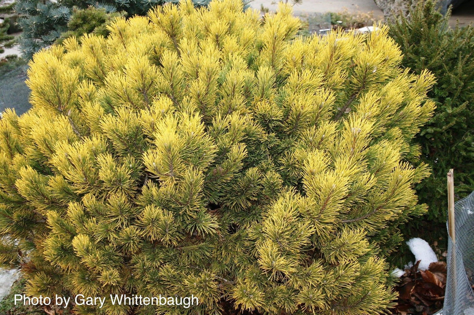 Buy Pinus mugo 'Carstens' Wintergold Dwarf Mountain Pine Tree — Mr ...