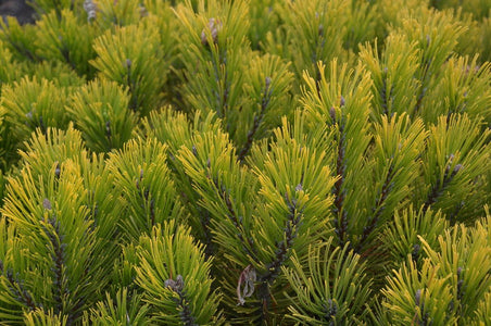 Buy Pinus mugo 'Carstens' Wintergold Dwarf Mountain Pine Tree — Mr ...