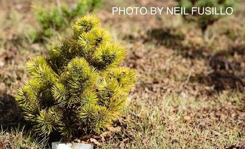 Buy Pinus mugo 'Carstens' Wintergold Dwarf Mountain Pine Tree — Mr ...