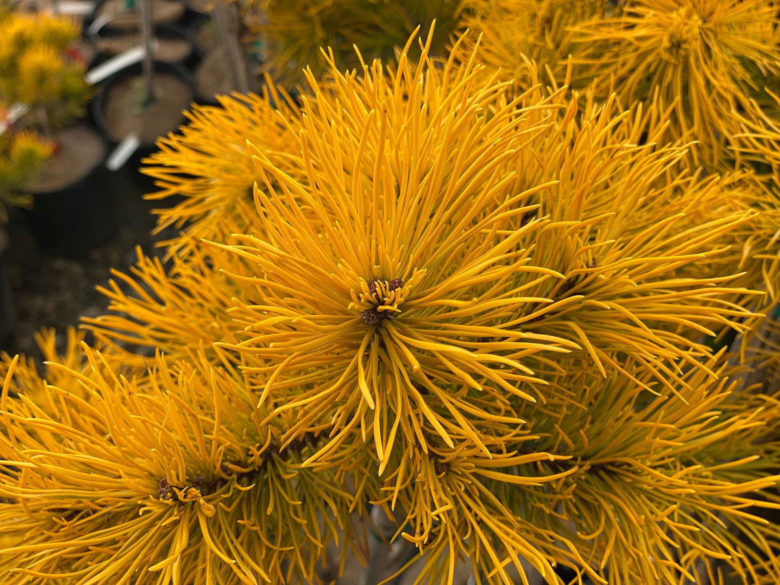 Buy Pinus mugo 'Carstens' Wintergold Dwarf Mountain Pine Tree — Mr ...