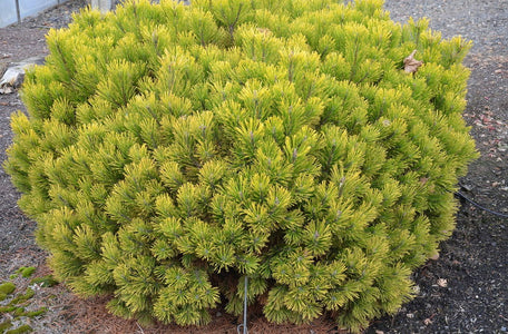 Buy Pinus mugo 'Carstens' Wintergold Dwarf Mountain Pine Tree — Mr ...