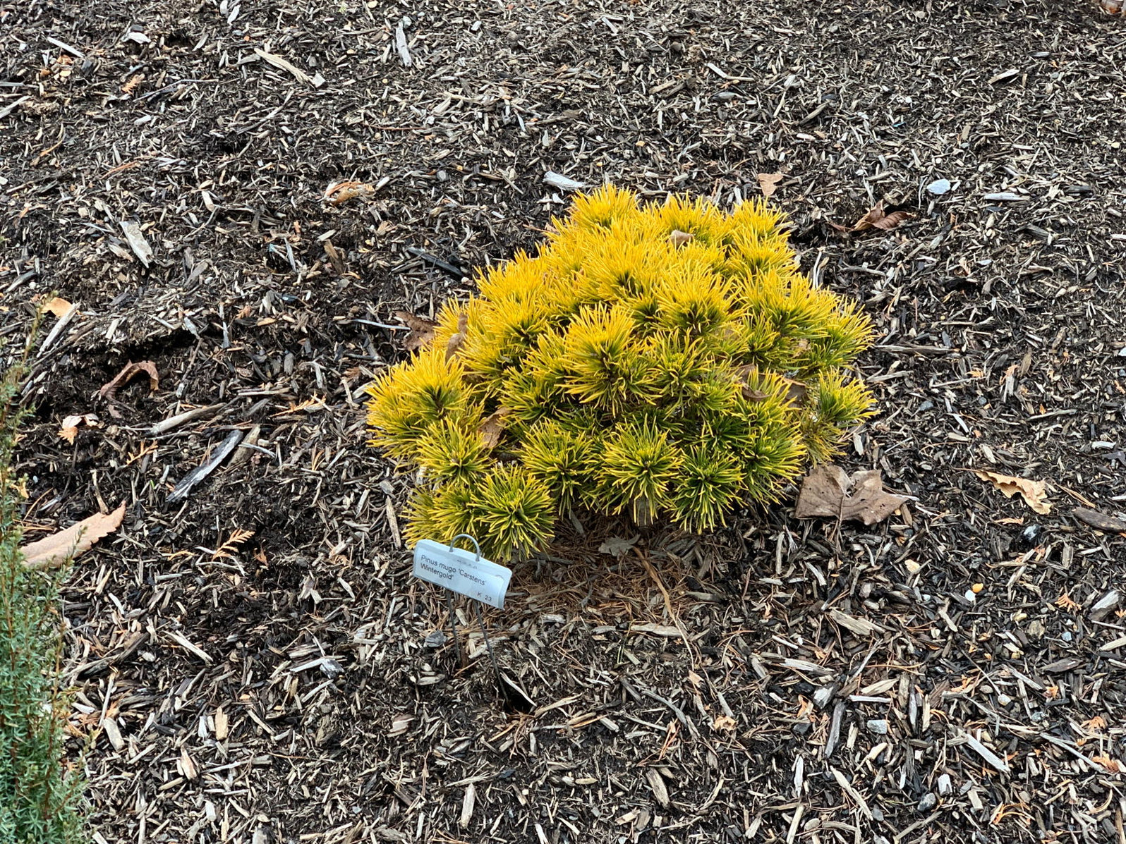 Buy Pinus mugo 'Carstens' Wintergold Dwarf Mountain Pine Tree — Mr ...