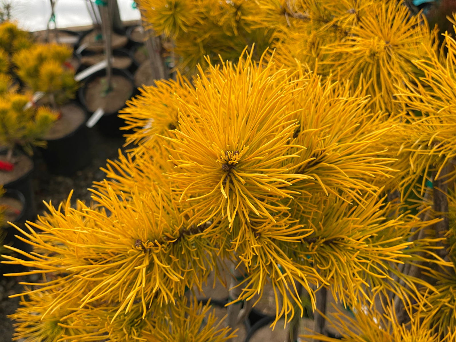 Buy Pinus mugo 'Carstens' Wintergold Dwarf Mountain Pine Tree — Mr ...