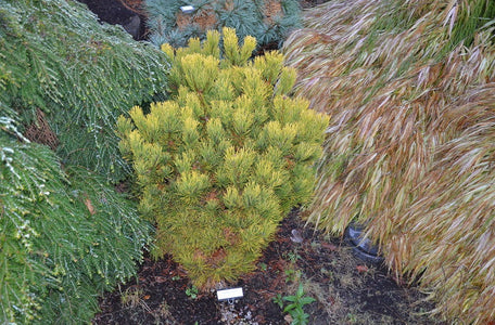 Buy Pinus mugo 'Carstens' Wintergold Dwarf Mountain Pine Tree — Mr ...