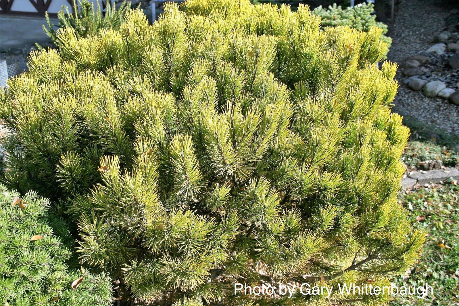 Buy Pinus mugo 'Carstens' Wintergold Dwarf Mountain Pine Tree — Mr ...
