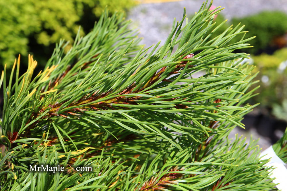 Buy Pinus mugo 'Carstens' Wintergold Dwarf Mountain Pine Tree — Mr ...