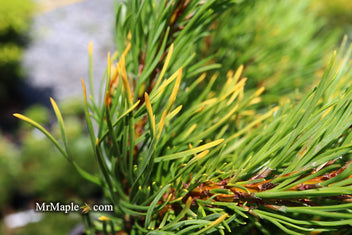 Buy Pinus mugo 'Carstens' Wintergold Dwarf Mountain Pine Tree — Mr ...