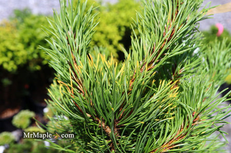 Buy Pinus mugo 'Carstens' Wintergold Dwarf Mountain Pine Tree — Mr ...