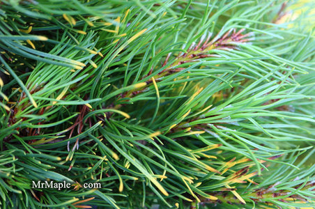 Buy Pinus mugo 'Carstens' Wintergold Dwarf Mountain Pine Tree — Mr ...