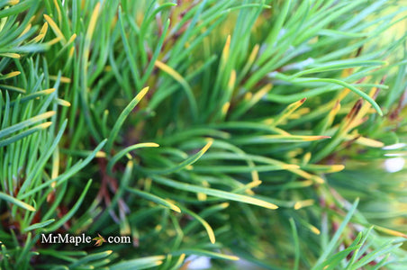 Buy Pinus mugo 'Carstens' Wintergold Dwarf Mountain Pine Tree — Mr ...