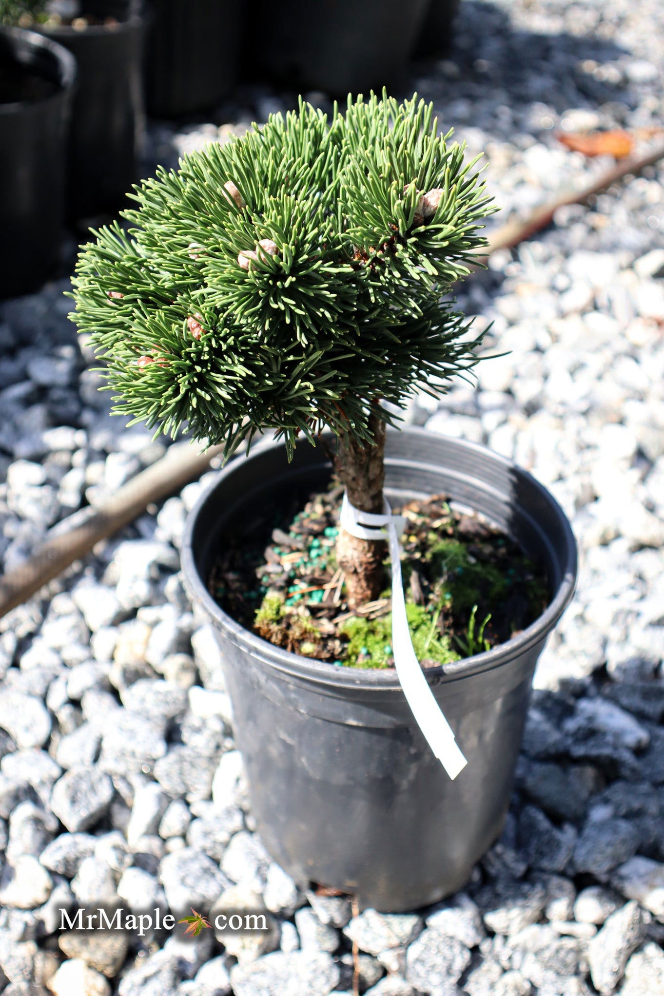Buy Pinus mugo 'Jakobsen' Mountain Pine Tree — Mr Maple │ Buy Japanese ...